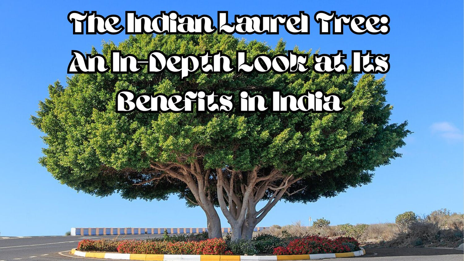 The Indian Laurel Tree - An In-Depth Look at Its Benefits in India ...